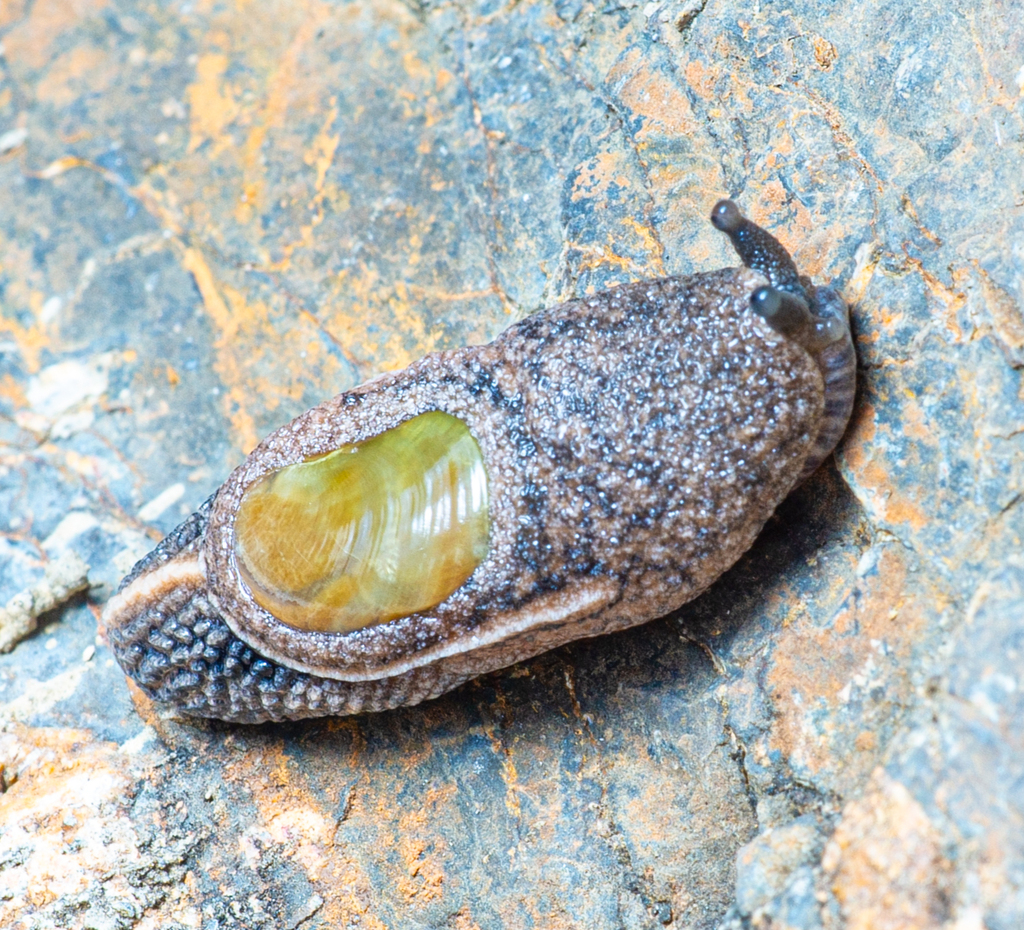 Yellow-shelled semi-slug from 中国云南省西双版纳傣族自治州勐腊县 on December 2, 2023 at ...