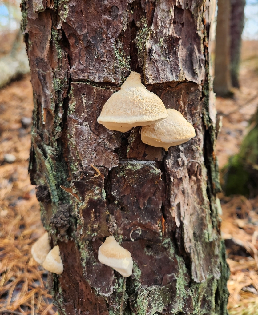 Veiled Polypore from Pemberton Township, NJ, USA on November 24, 2023 ...