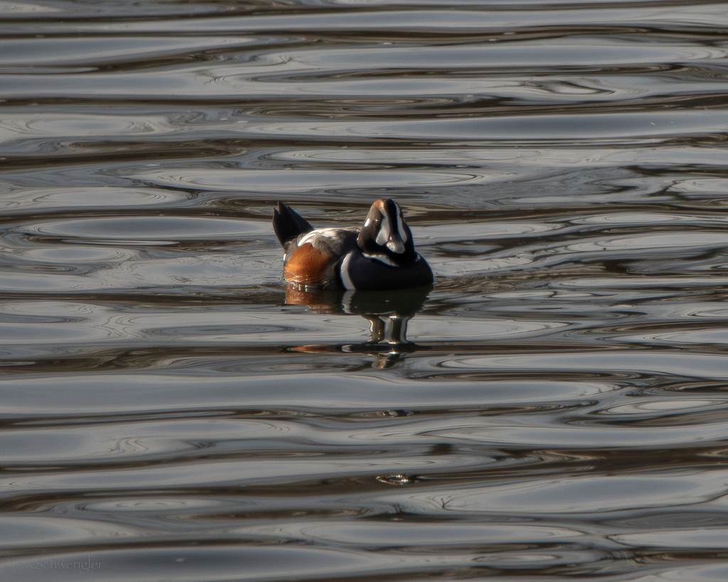 Harlequin Duck from Southeast Calgary, Calgary, AB, Canada on November ...