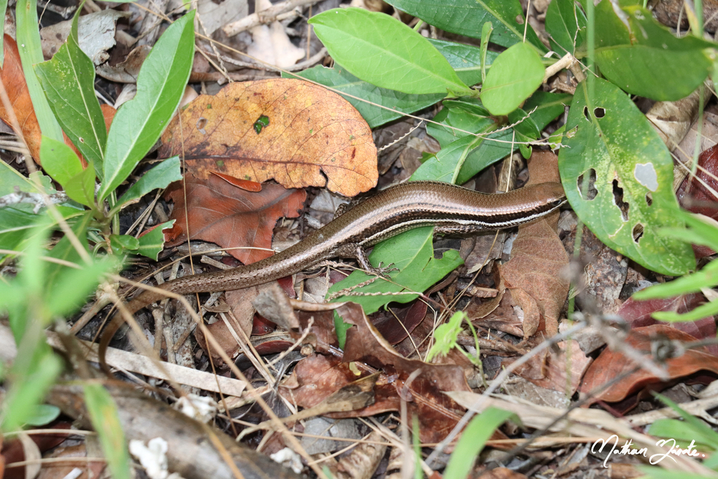 Mayan Skink from Bacalar, Q.R., México on November 27, 2023 at 10:45 AM ...
