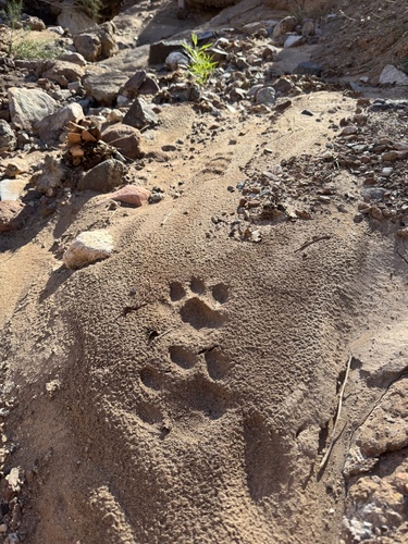 Mountain Lion Tracks For Sale | Identifying Mountain Lion Tracks – BPJN