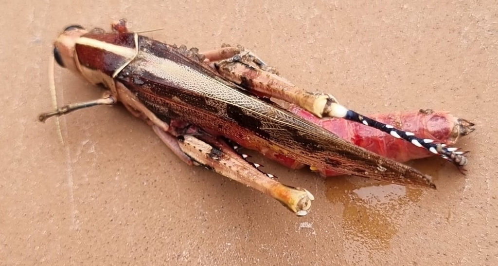 Garden Locust from George Municipality, South Africa on November 25 ...