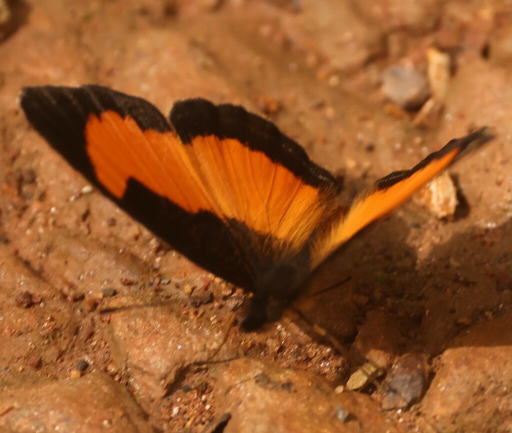 Lady's Maid Butterfly from Shinyalu, Kenya on November 25, 2023 at 09: ...
