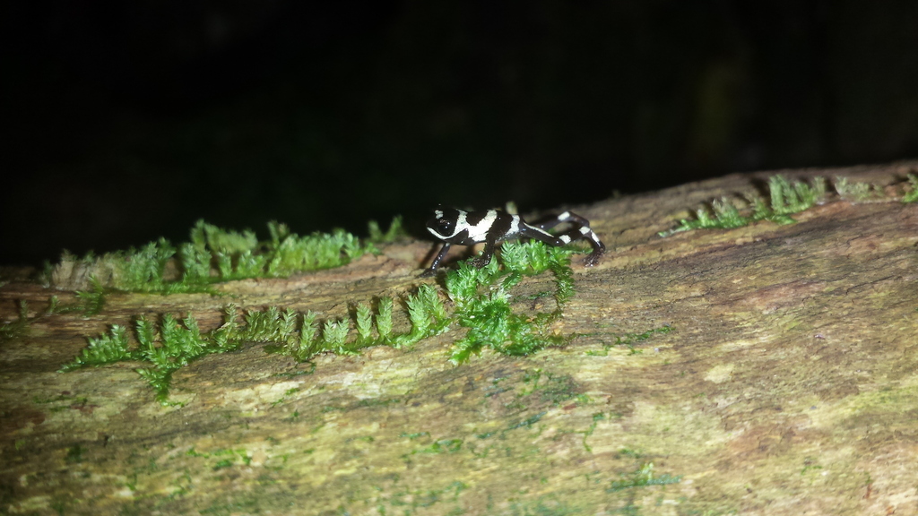 African Tree Toad from San Carlos de Luba, Equatorial Guinea on January ...