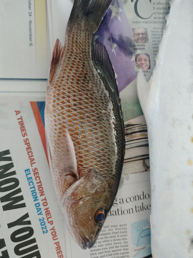 Grey Snapper from Sunshine Skyway Fishing Pier South on October 26 ...