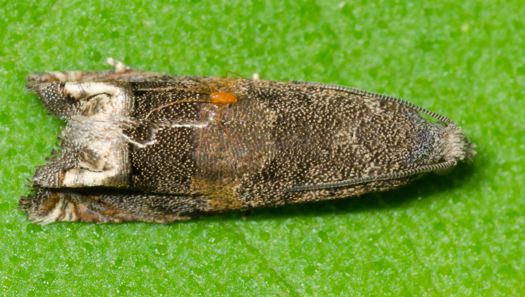 Ragweed Borer Moth from Lawrenceburg, IN 47025, USA on June 6, 2019 at ...