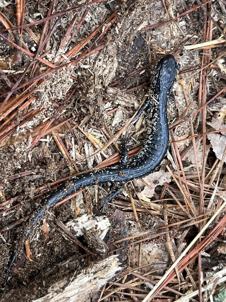 Atlantic Coast Slimy Salamander in December 2023 by Matthew. Lifer ...
