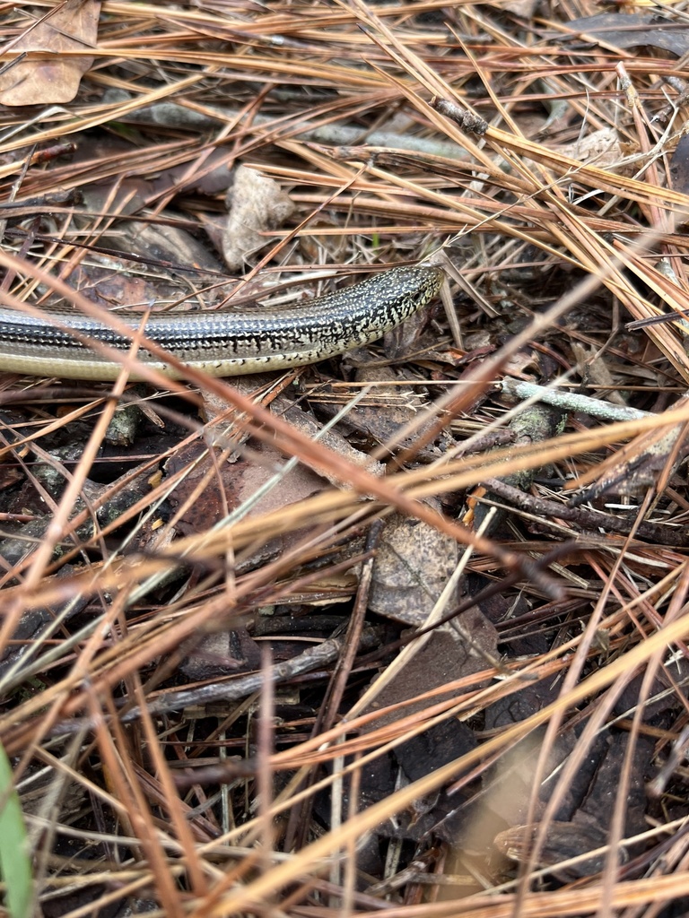 Eastern Glass Lizard in December 2023 by Matthew. Lifer!! · iNaturalist
