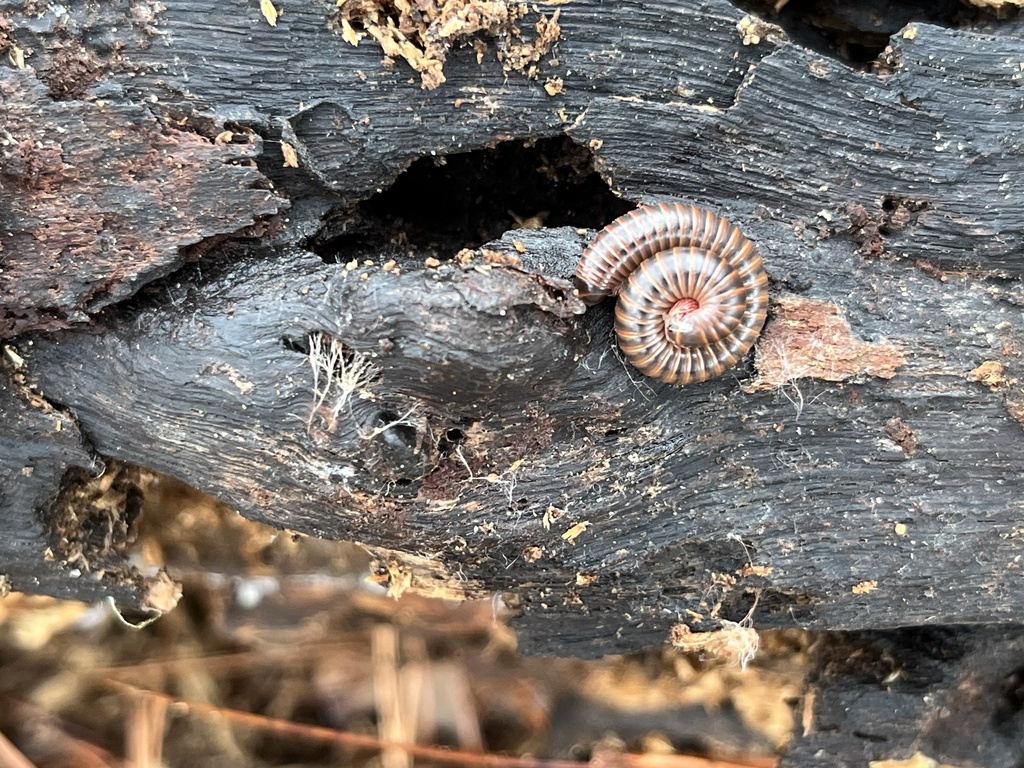 American Giant Millipede Complex from Camp Leach Rd, Washington, NC, US ...