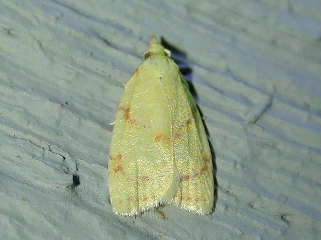 Maple-Basswood Leafroller Moth from Bedford Audubon Society, Katonah ...