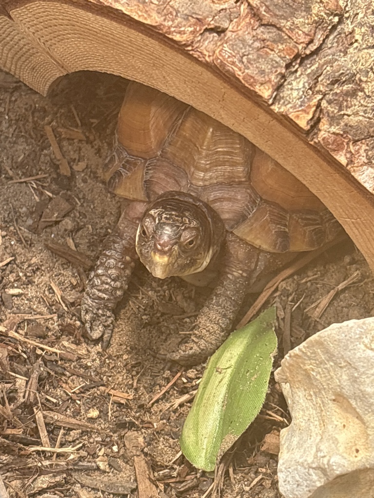 Three-toed Box Turtle in December 2023 by isabel_chavez11 · iNaturalist