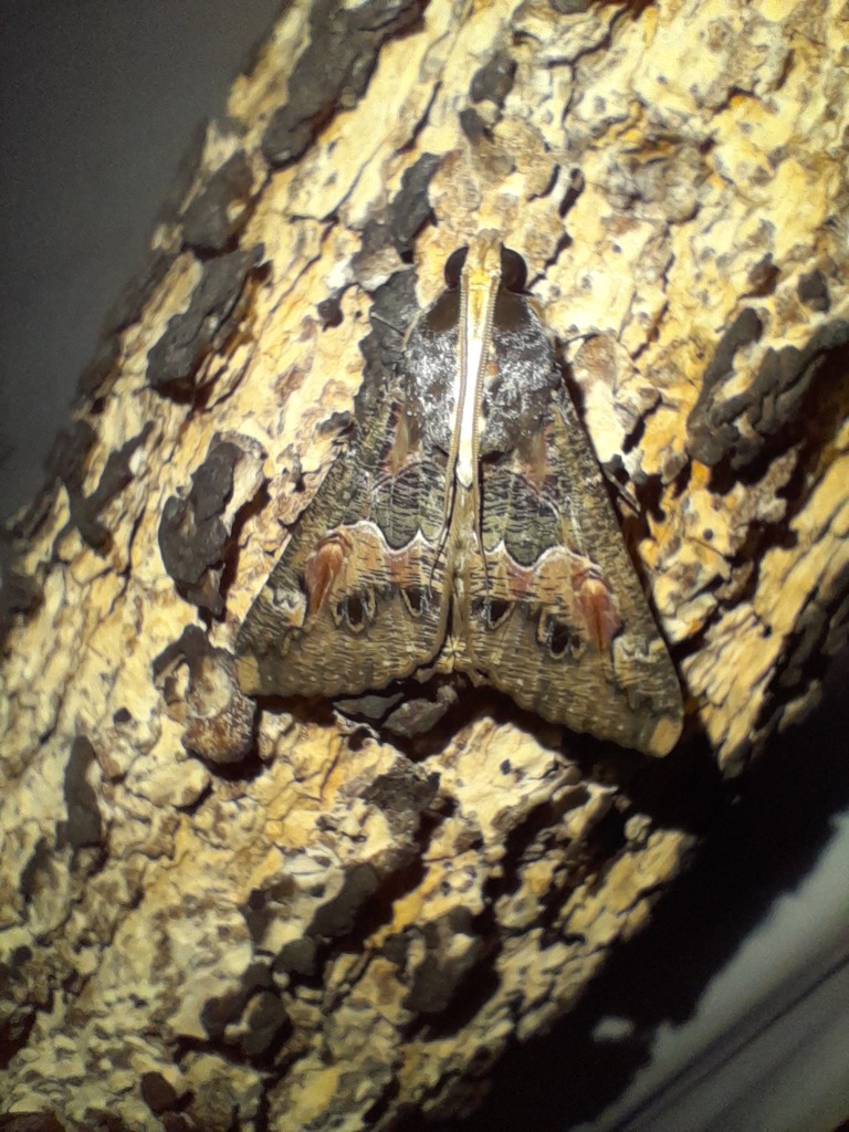 Sundowner moth from Zambezi Region, Namibia on November 26, 2023 at 08: ...