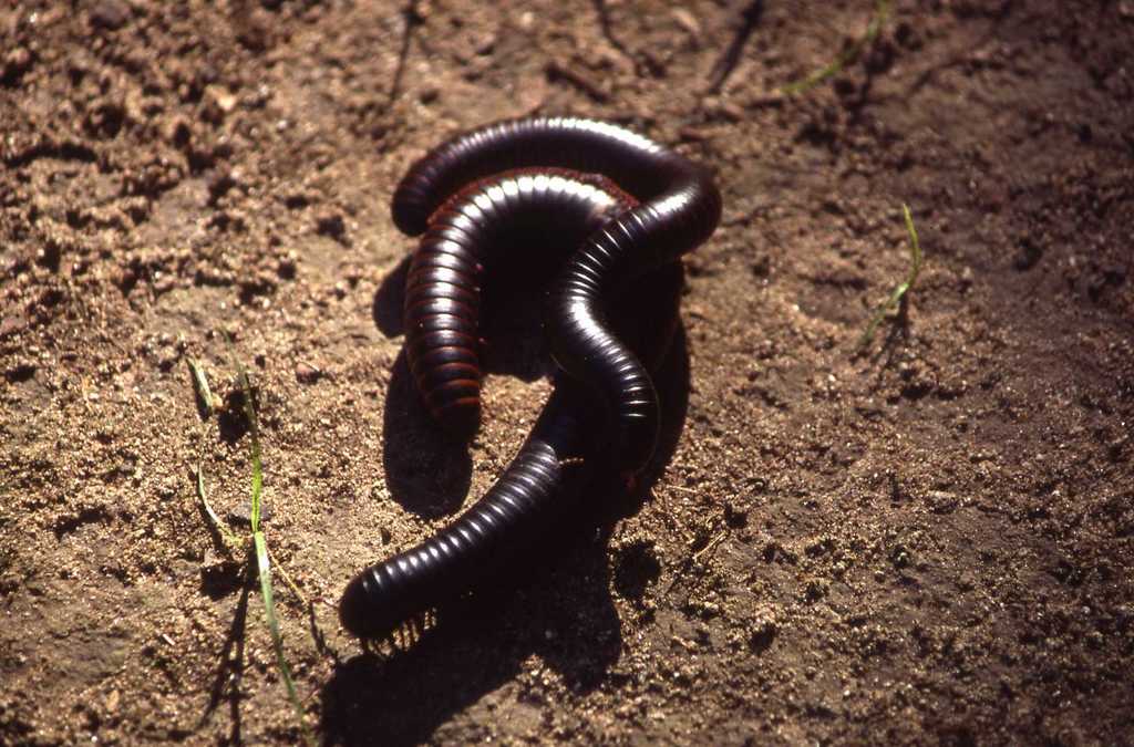 Giant African Millipede from Gede, Gede Watamu Rd, Kenya on July 19 ...
