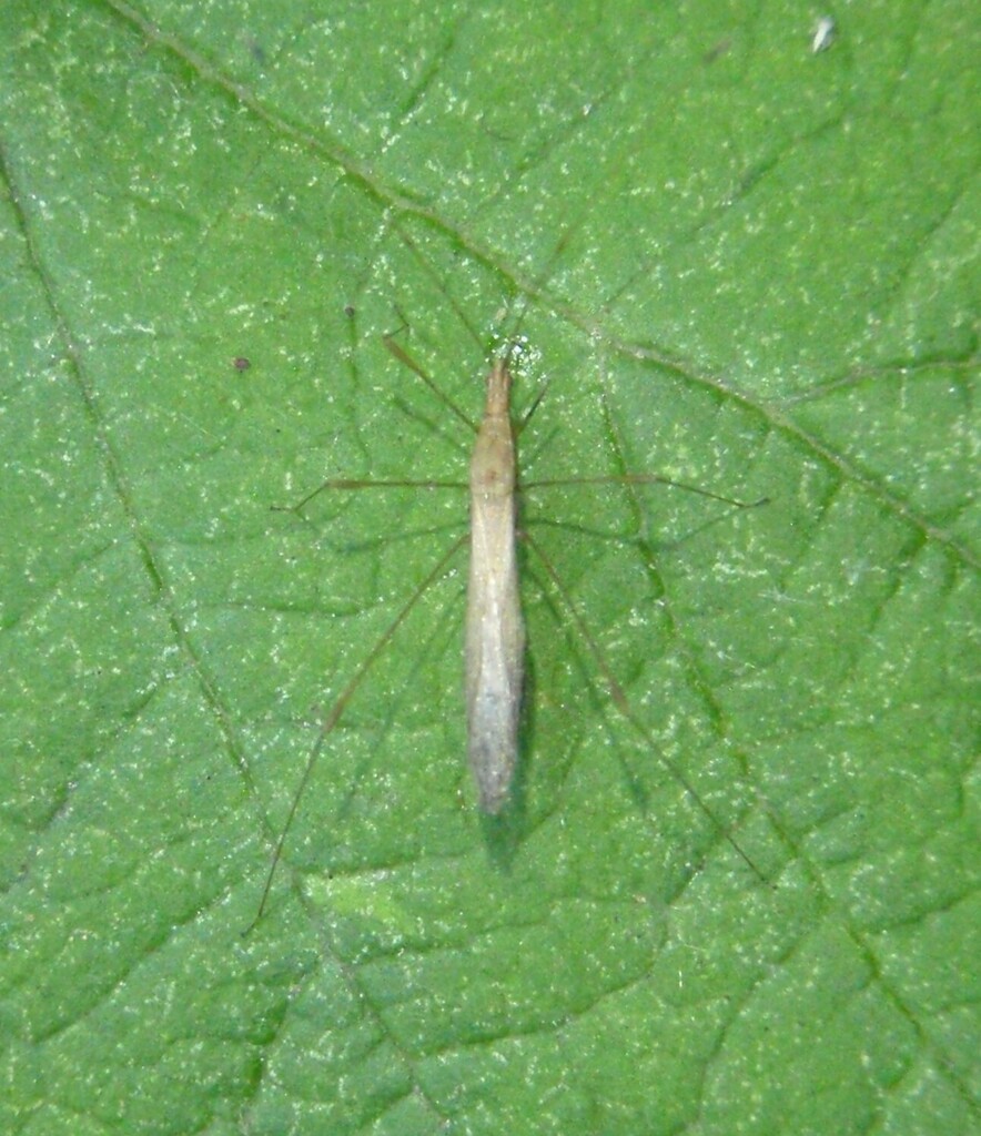 Neoneides muticus from Speedwell Lake Park, Morristown, NJ 07960, USA ...