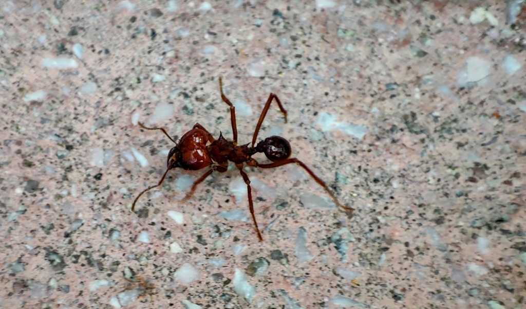 Chicatana Leafcutter Ant from Fraccionamiento del Parque 4ta Secc ...