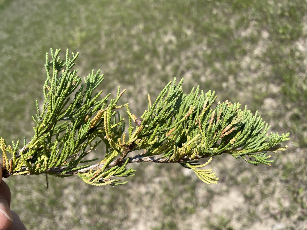 creeping juniper in June 2023 by bmiller001 · iNaturalist