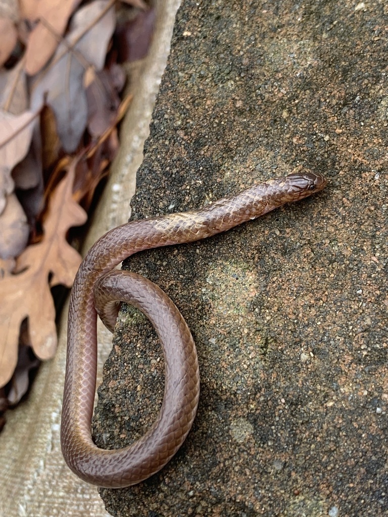 Eastern Worm Snake from Orange County, NC, USA on December 3, 2023 at ...