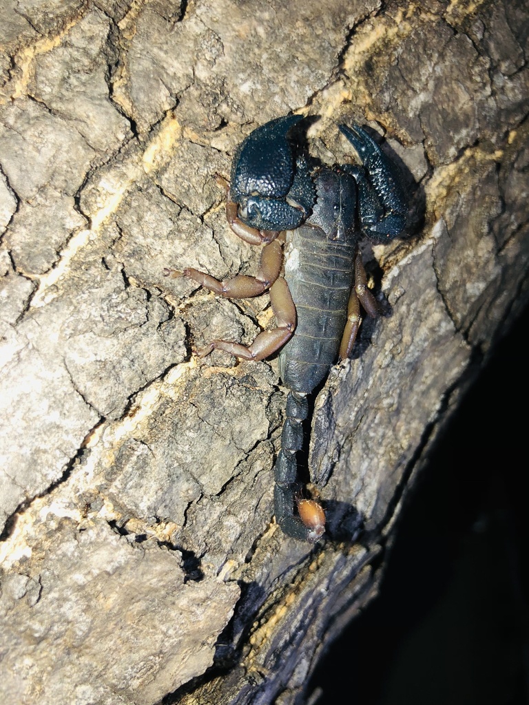 Tree Docile Scorpion from Gorongosa National Park, Gorongosa, MZ on ...