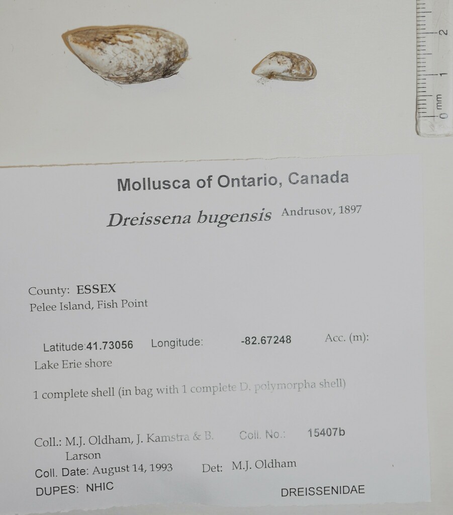 Quagga Mussel from Canada, Ontario, ESSEX County, Pelee Island, Fish ...