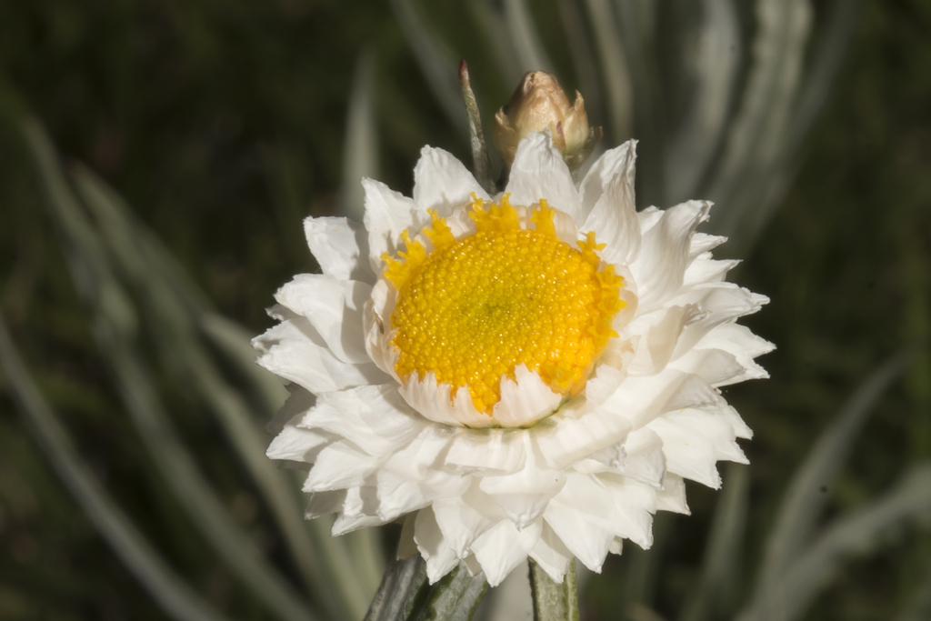 Winged Everlasting Daisy from Castle Doyle NSW 2350, Australia on ...