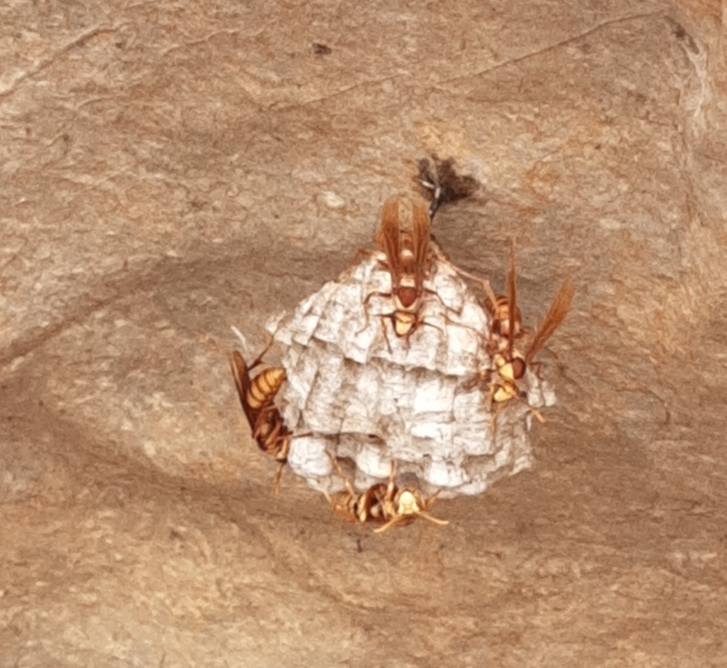 Executioner Wasp from 51230 Méx., México on December 1, 2023 at 12:29 ...