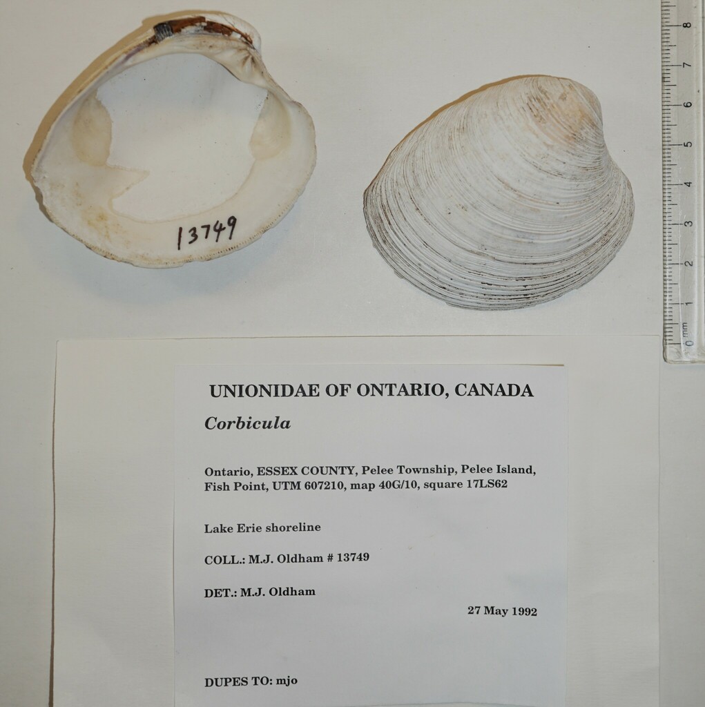 Asian Clam from Canada, Ontario, ESSEX County, Pelee Island, Fish Point ...