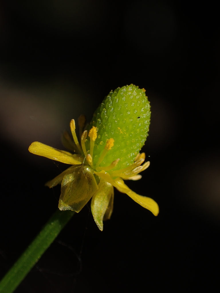 cursed crowfoot (Don Castro Reg Park - CA native plants) · iNaturalist