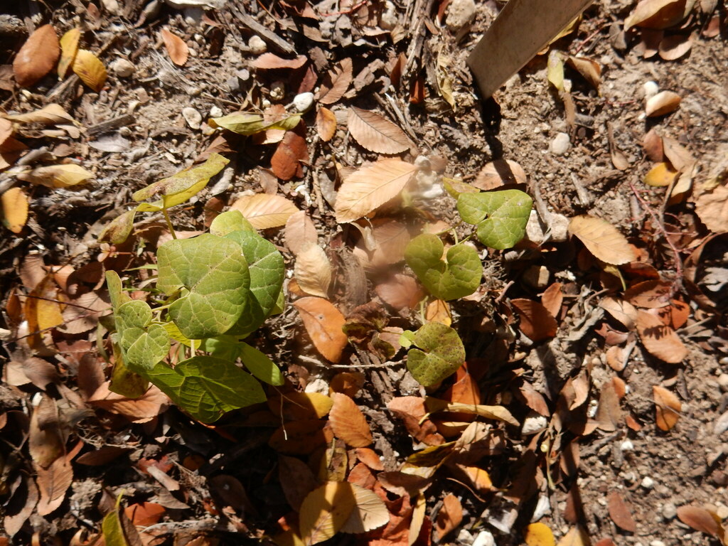 White Veined Pipevine from Fort Worth, TX, USA on December 3, 2023 at ...