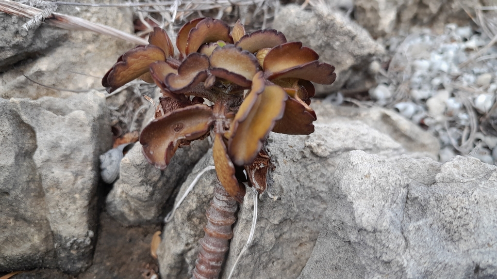 Blooming Boxes from Mahatsinjo, Madagascar on November 16, 2023 at 11: ...
