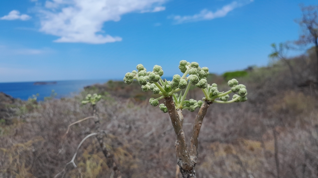 Polyscias floccosa in November 2023 by Andrianiaina Angelo · iNaturalist