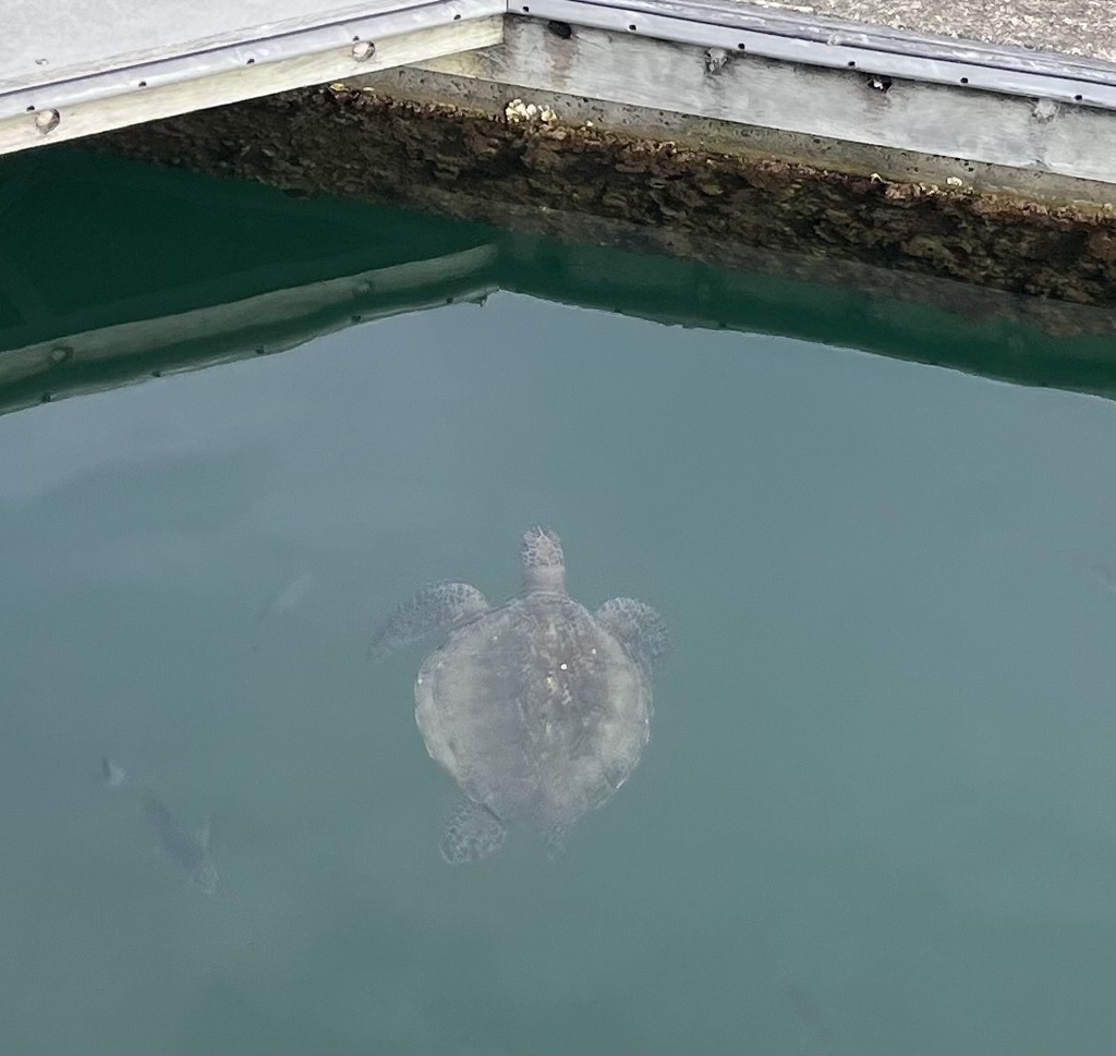Typical Sea Turtles from Coffs Harbour, Coffs Harbour, NSW, AU on May ...