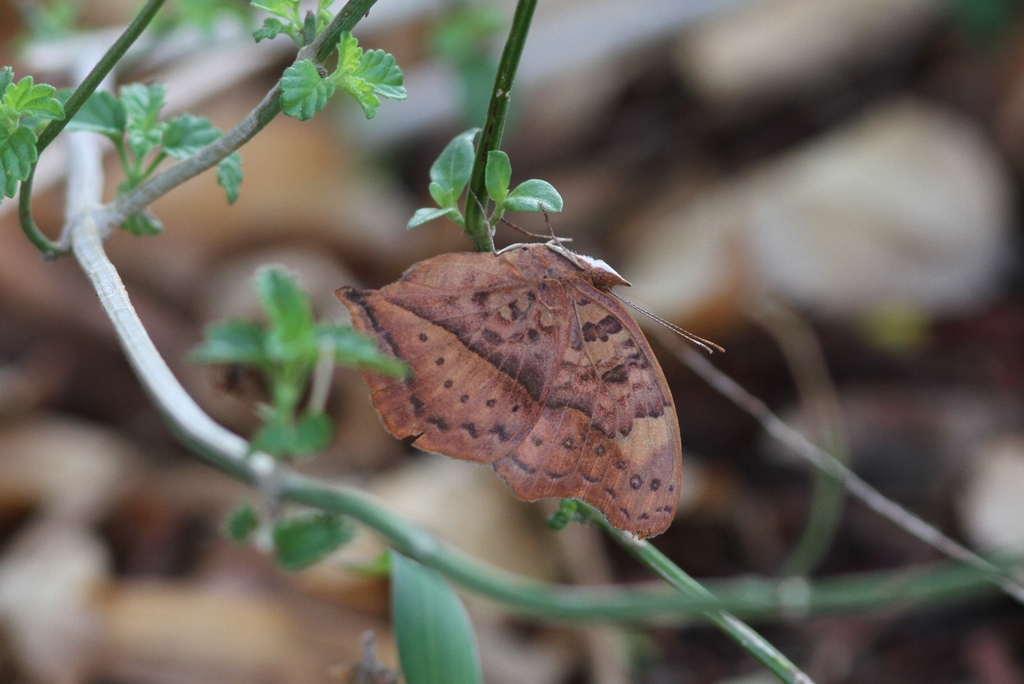 Darker Commodore from Otjozondjupa Region, Namibia on November 2, 2017 ...