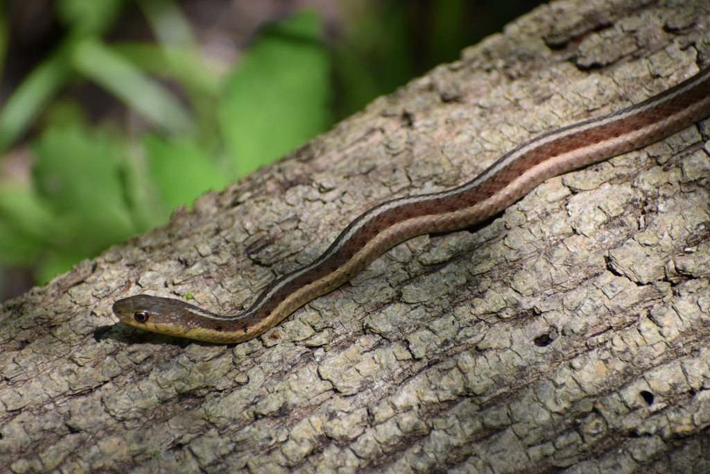 Common Garter Snake from Holland, MI 49423, USA on May 30, 2022 at 11: ...