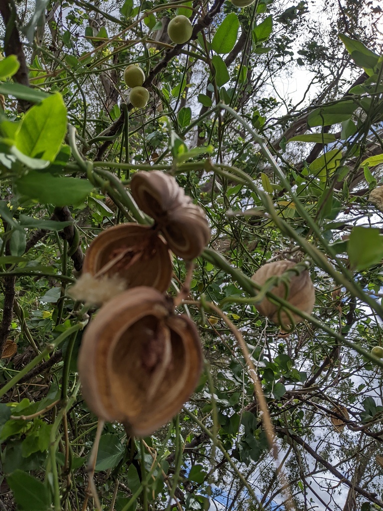 Moth Vine from Long Plain NSW 2360, Australia on December 2, 2023 at 02 ...