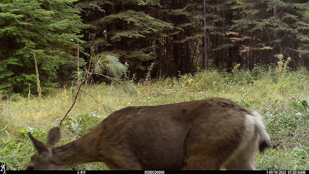 Rocky Mountain Mule Deer in September 2023 by Jon David Nelson ...
