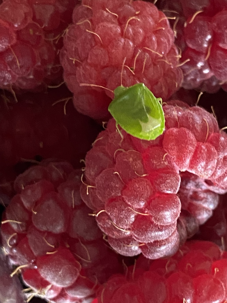 Green potato bug from Nilma North VIC 3821, Australia on November 30 ...