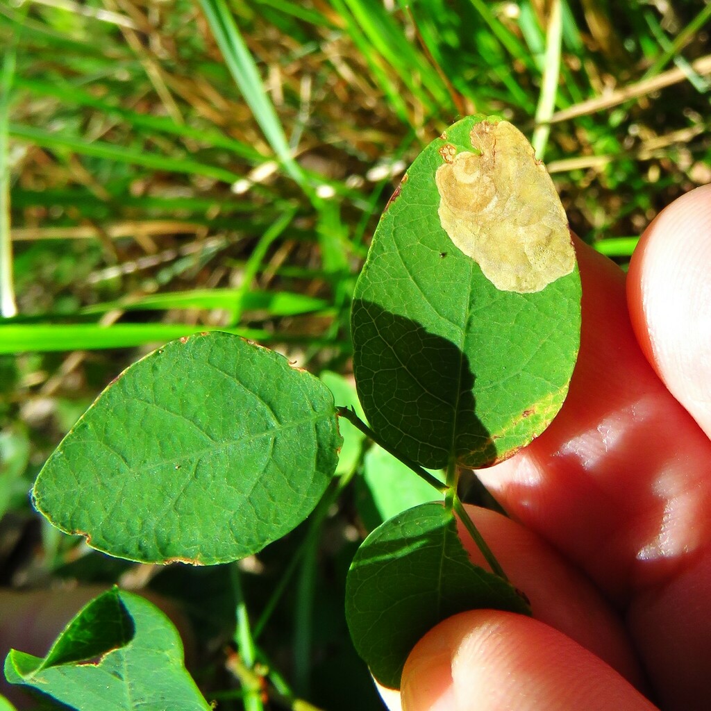Desmodium Leaf-mining Beetle from Alcyon Lake, Pitman, Gloucester Co ...