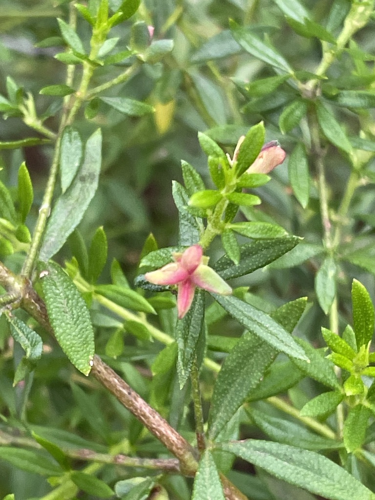Zieria graniticola from Amiens QLD 4380, Australia on November 15, 2023 ...