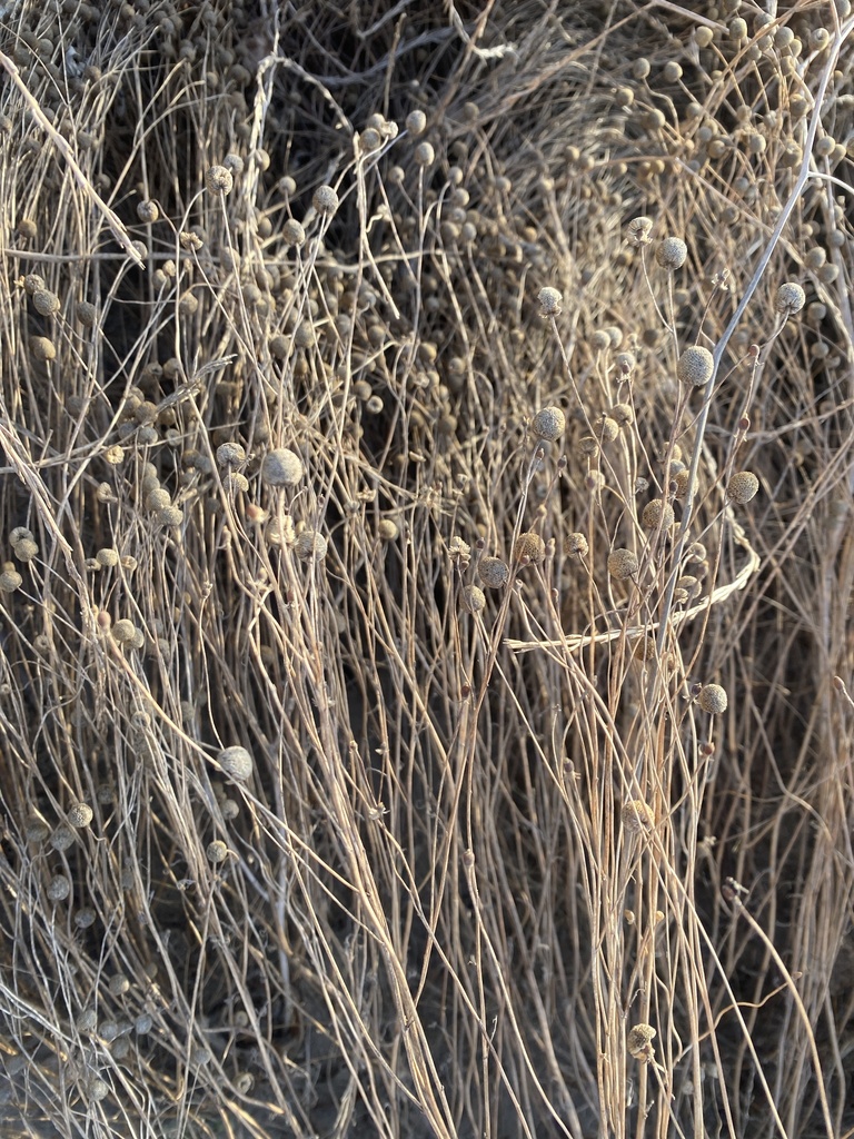 stinknet from Santa Ana River Wildlife Management Area, Jurupa Valley ...