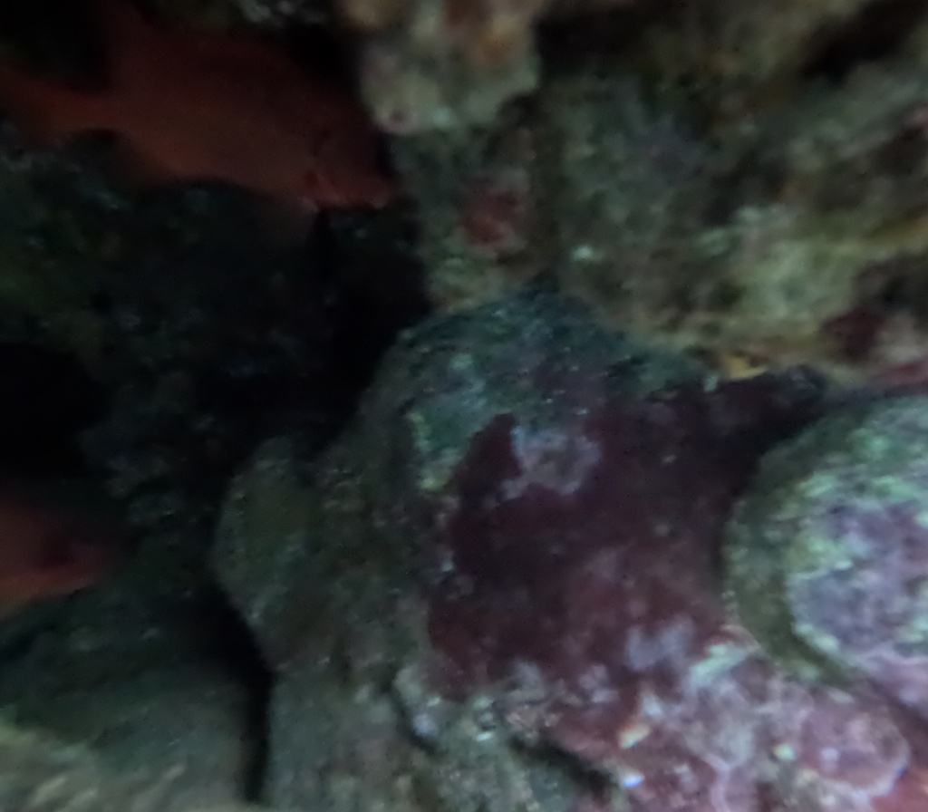 Panamic Soldierfish from Bahía Santiago, MX on December 3, 2023 at 04: ...