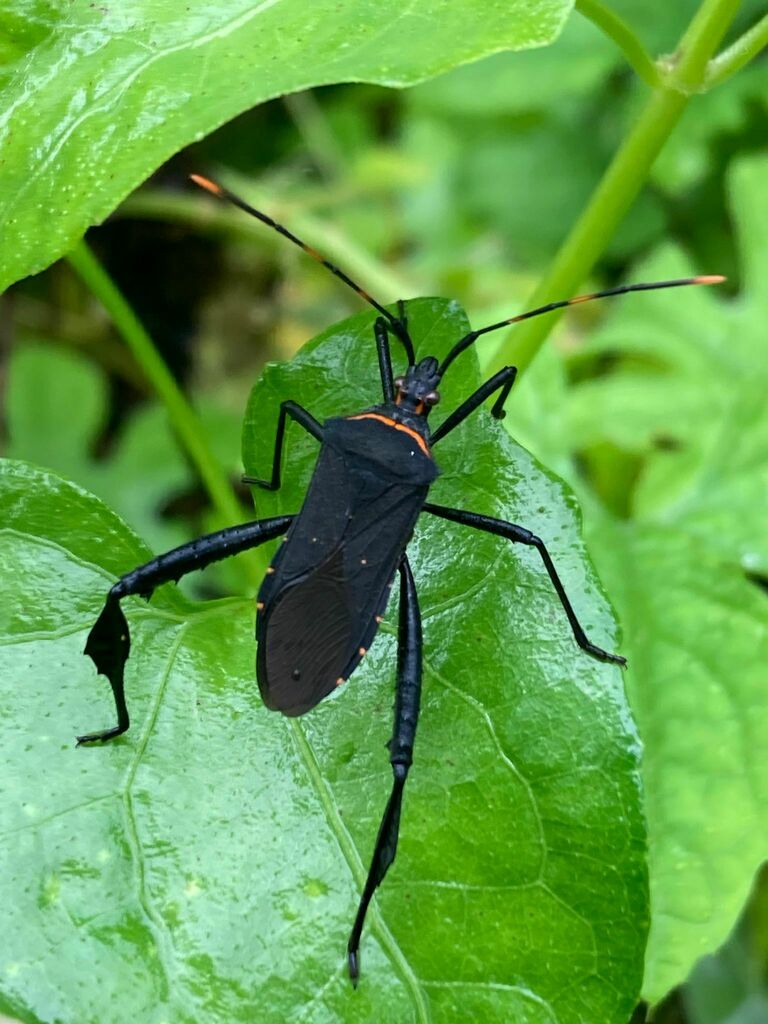 Citron Bug from Ijivitari District, Papua New Guinea on October 31 ...