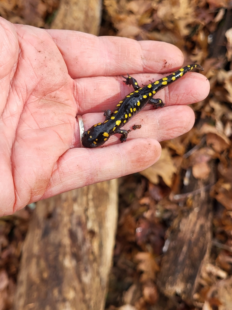 Spotted Salamander from Davidson, NC, USA on December 03, 2023 at 02:31 ...