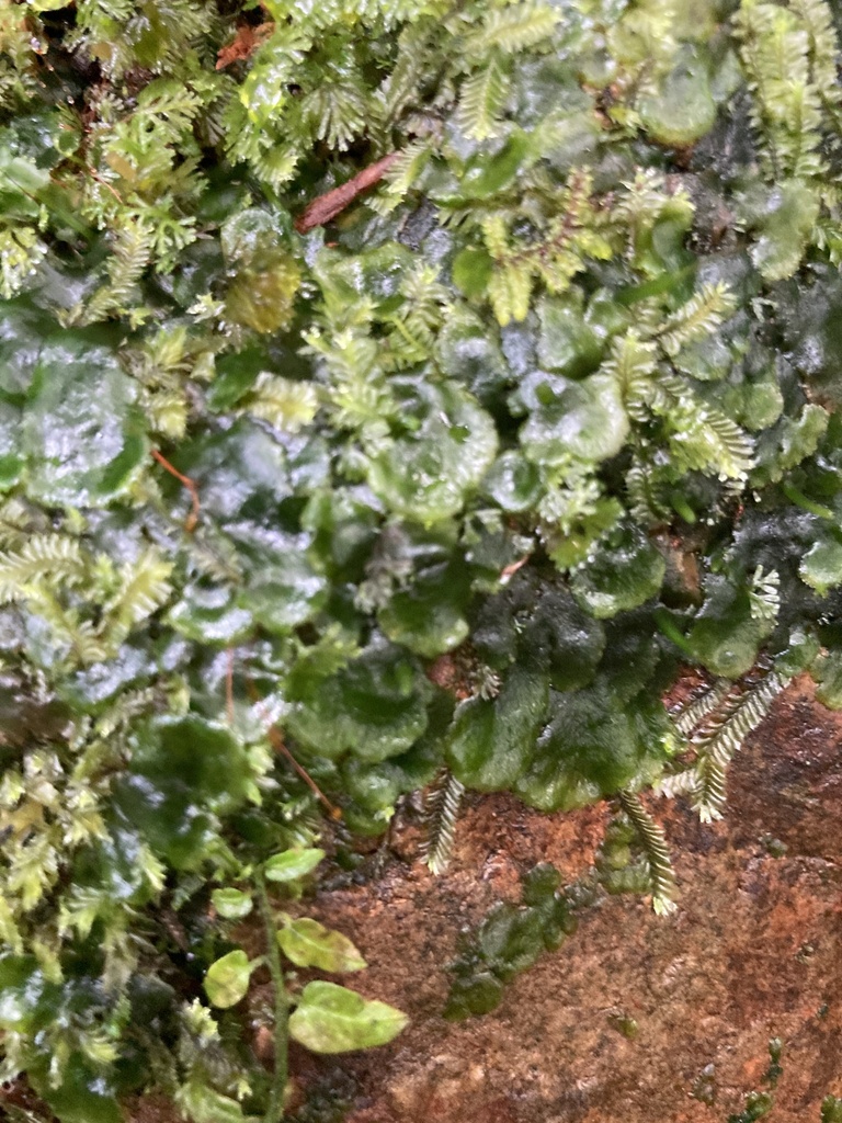 Monoclea gottschei from Provincia de Cartago, Paraíso, Costa Rica on ...