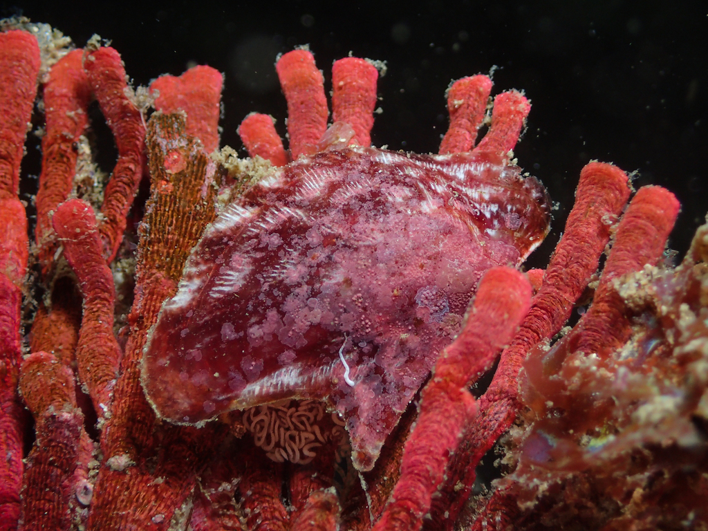 Pteriidae from New South Wales, Australia on December 2, 2023 at 04:08 ...