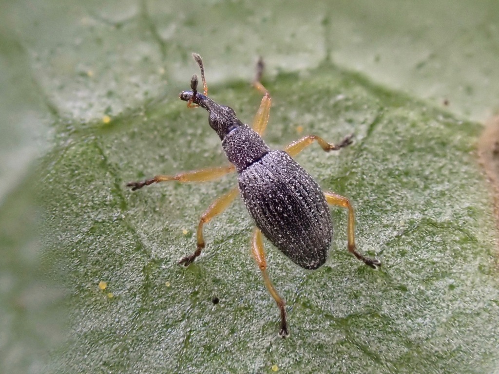 Protapion fulvipes in October 2023 by grg. approx. 2mm · iNaturalist