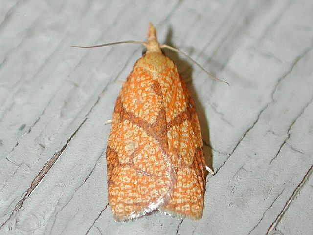 Reticulated Fruitworm Moth from Bedford Audubon Society, Katonah, NY ...