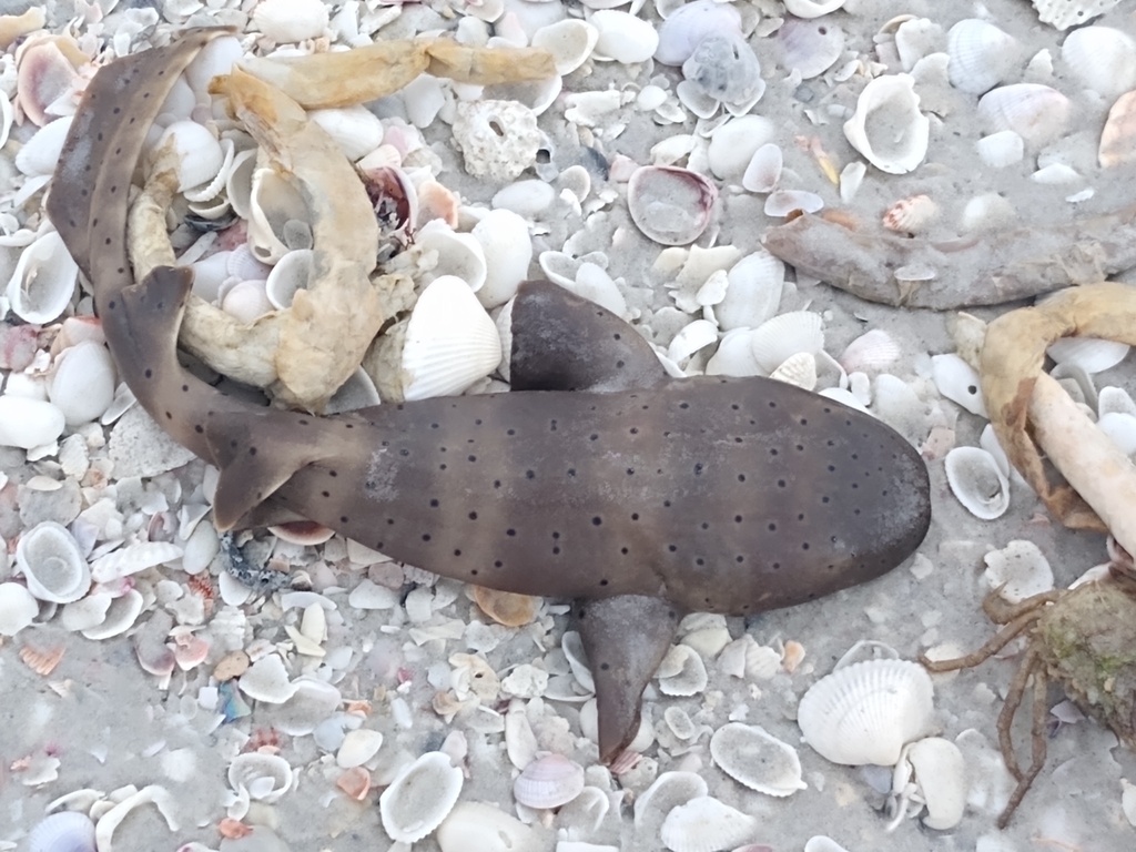 Nurse Shark (Ginglymostoma cirratum) - Marine Life Identification