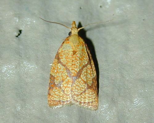 Reticulated Fruitworm Moth from Floyd Bennet Field, Brooklyn, NY, USA ...