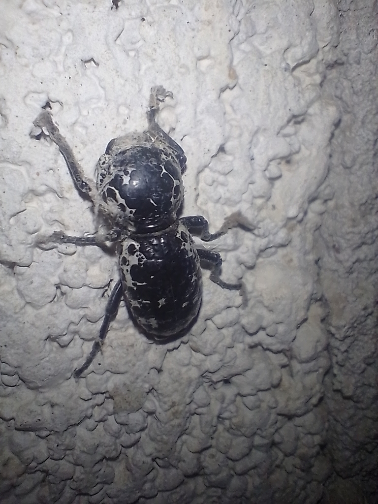 Zopherus nodulosus nodulosus from 62530 Tlalnepantla, Mor., México on ...