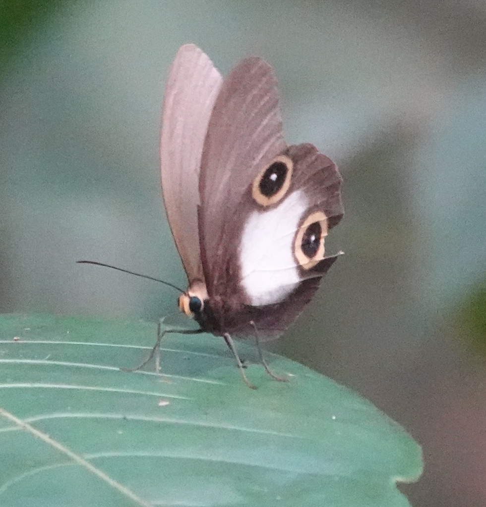 Taenaris macrops from Malagufuk, Sorong Regency, West Papua, Indonesia ...